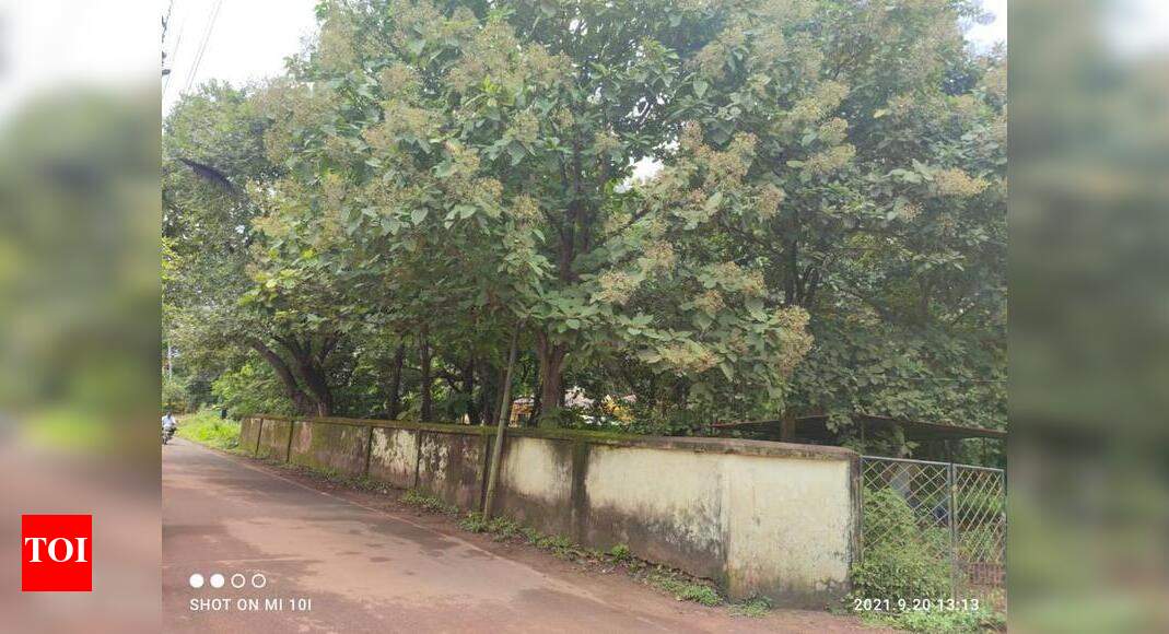 Axing of 32 trees at Chimbel historic site sparks row | Goa News ...