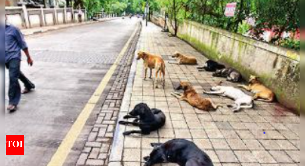 Pune civic body steps up to check stray dog population | Pune News ...