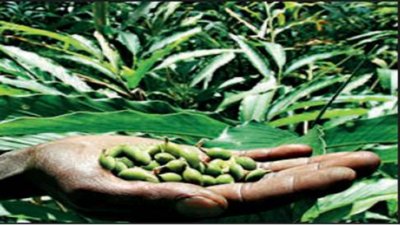 Cardamom: To boost exports, cardamom farmers take organic route in ...