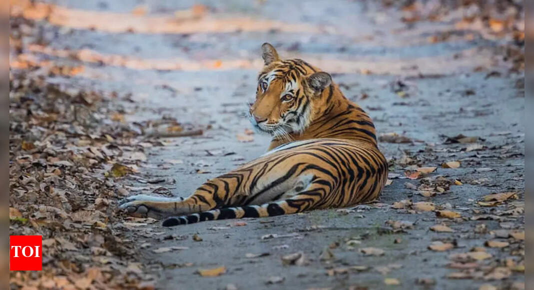 Tiger deaths in 2021 could be highest in a decade, say experts ...