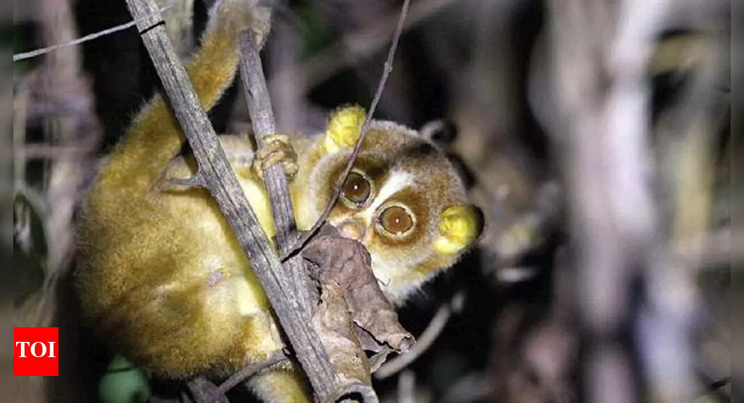 Slender loris habitat faces threat in Goa | Goa News - Times of India