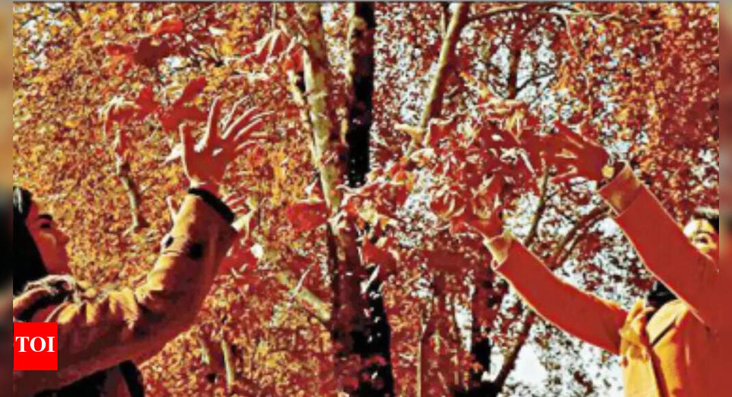 Char Chinar: Dal Lake’s Char Chinar to get back lost glory | India News ...