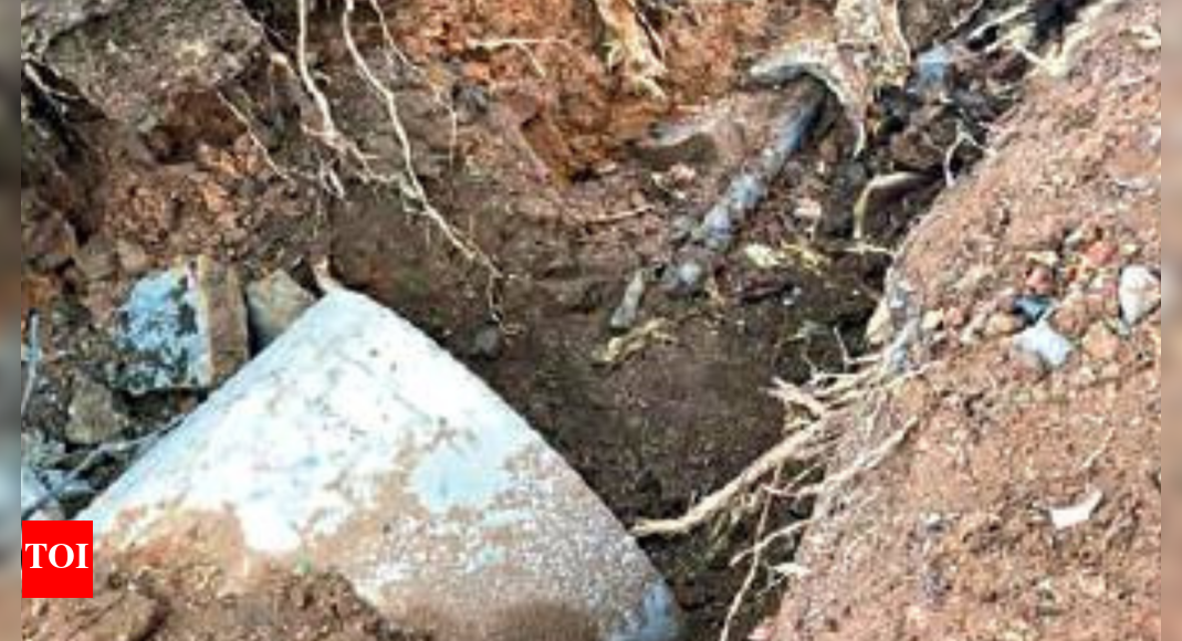 Bengaluru: Ulsoor residents see red as roots of Mayflower tree cut for ...