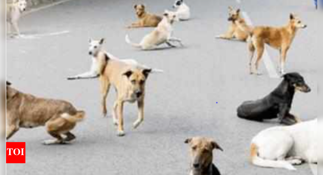 Rs 60,000 reward for dog killers’ information in Manipur | Imphal News ...