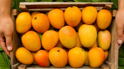 GI tag for Kerala's Kuttiattoor mango & Edayur chilli | Kochi News ...