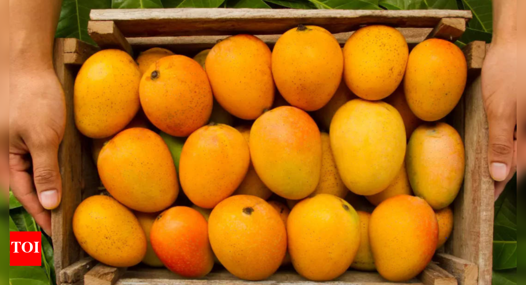 Kuttiattoor: GI tag for Kerala's Kuttiattoor mango & Edayur chilli ...