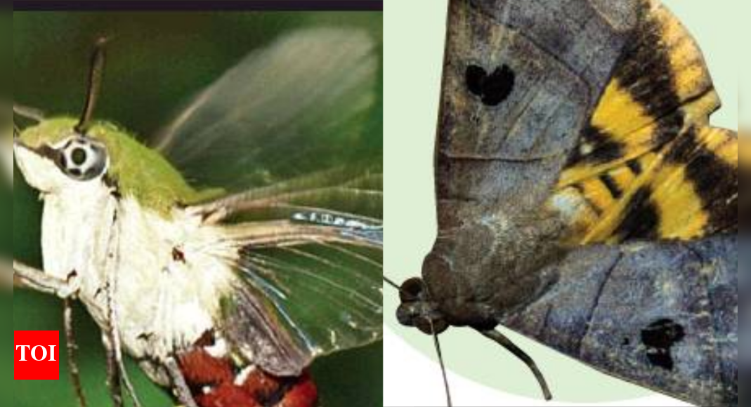 A hive of activity... 8-year survey identifies 338 moth species in ...