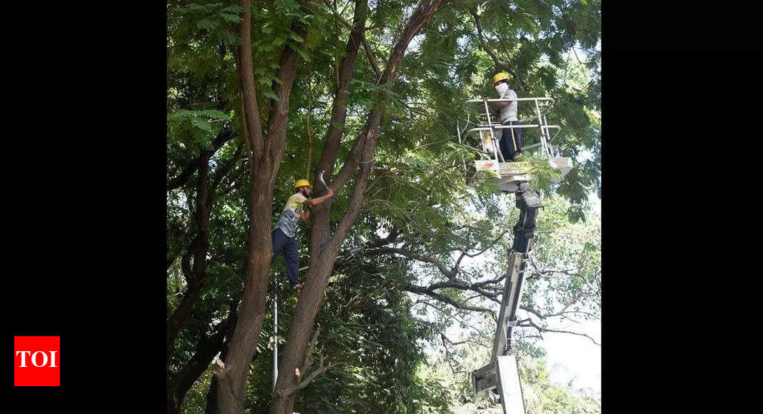 Mumbai Port Trust to rope in arborists to check on health of 3,000 ...
