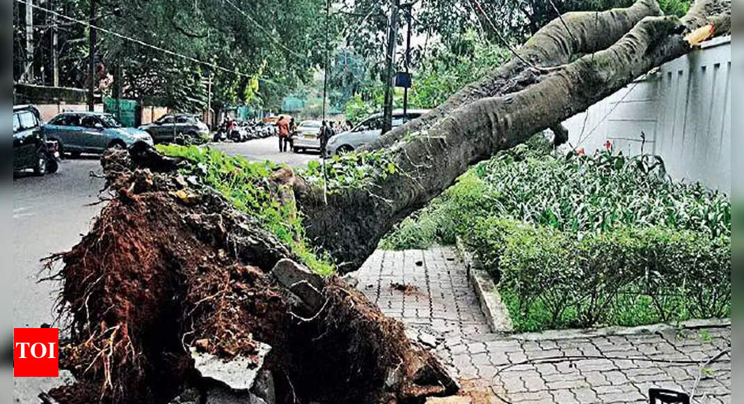 Bangalore Rains: Man electrocuted, seven trees uprooted due to heavy ...