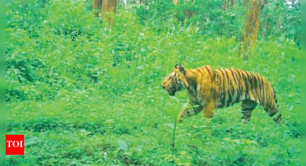 Tiger: Tamil Nadu: Tiger caught on camera trap, escapes after dodging ...