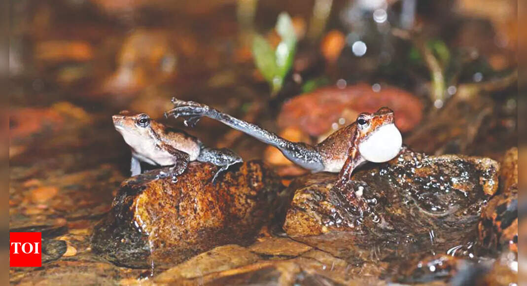 Gururaja: Karnataka couple and international scientists study dancing ...