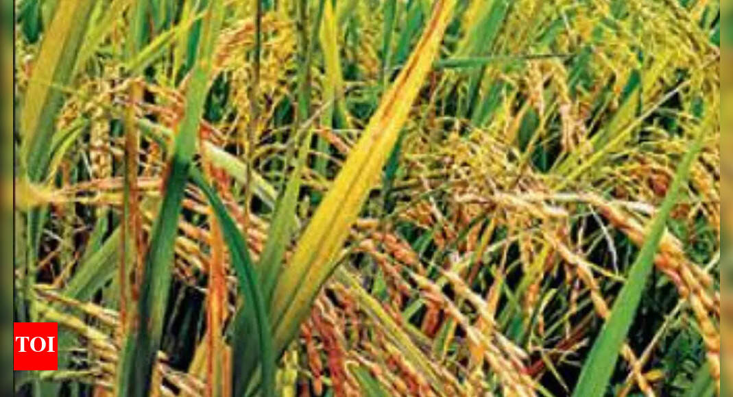 All eyes on Centre’s new paddy purchase plan | Hyderabad News - Times ...