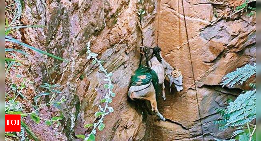 Rescuers from Hyderabad travel 130 km to save cow in well | Hyderabad ...