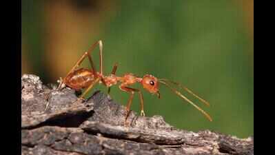 18 new species of ants found in Goa | Goa News - Times of India