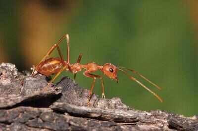 18 new species of ants found in Goa | Goa News - Times of India