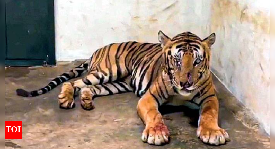 Captured tiger being treated for wounds in Mysuru zoo | Chennai News ...