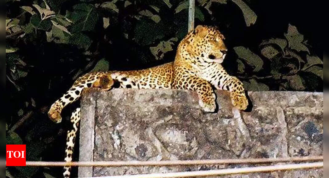 Aarey: Mumbai: Elusive leopard approaches cage, but shies away from ...