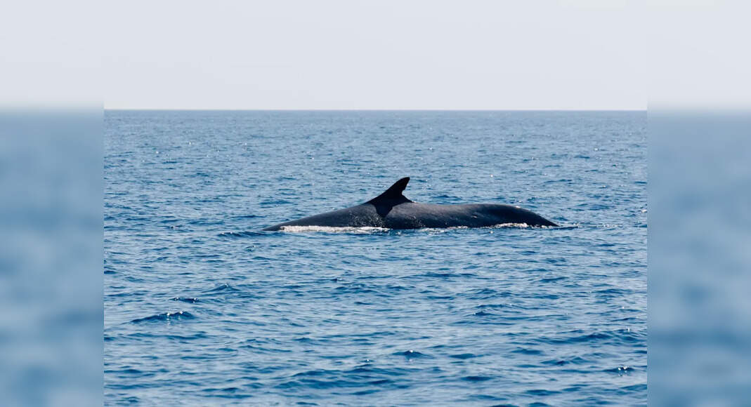 52-Hertz, the loneliest whale in an ocean of sorrow | TimesTravel