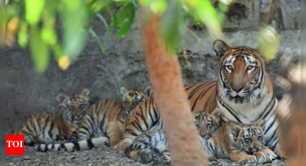 Pune: Rajiv Gandhi Zoological Park to open with new exhibits and tech ...