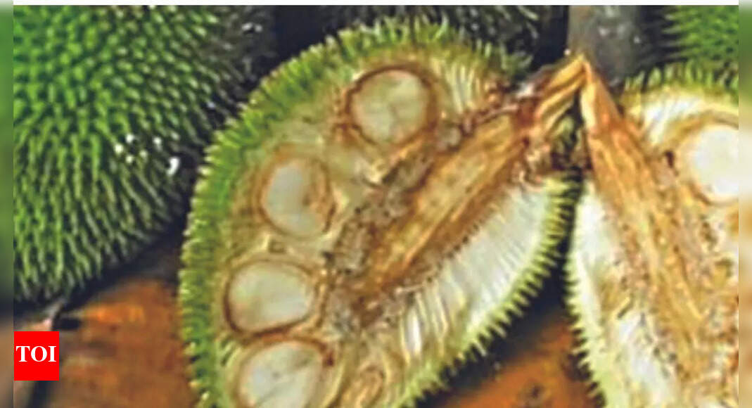 Breadnut tree, a native of Philippines, recorded for the first time in ...