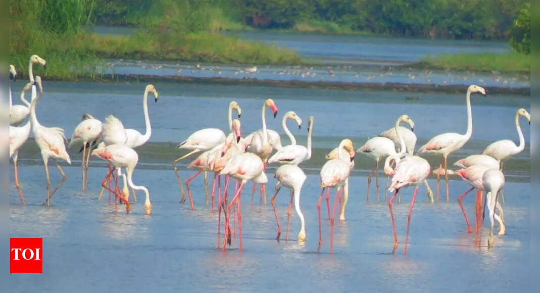 Panje Wetland: Navi Mumbai: BNHS forced to halt Panje wetland bird ...