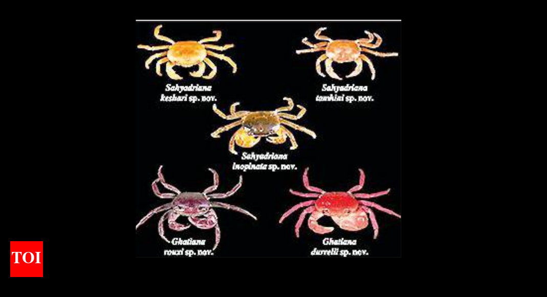 Kolhapur: Five new species of freshwater crabs recorded in Western ...