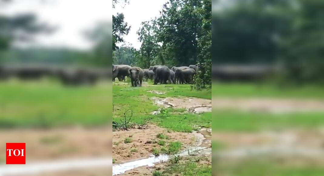 Elephant herd in Gadchiroli started from Odisha in 2014 | Nagpur News ...