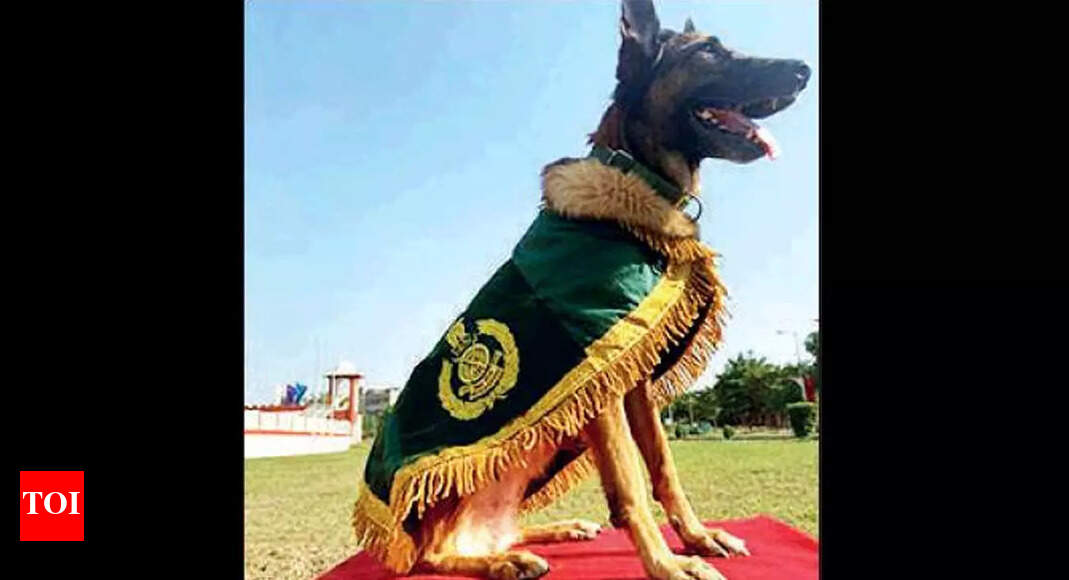 K9 Snowy awarded in Greater Noida for saving lives of 2 dozen ITBP men ...
