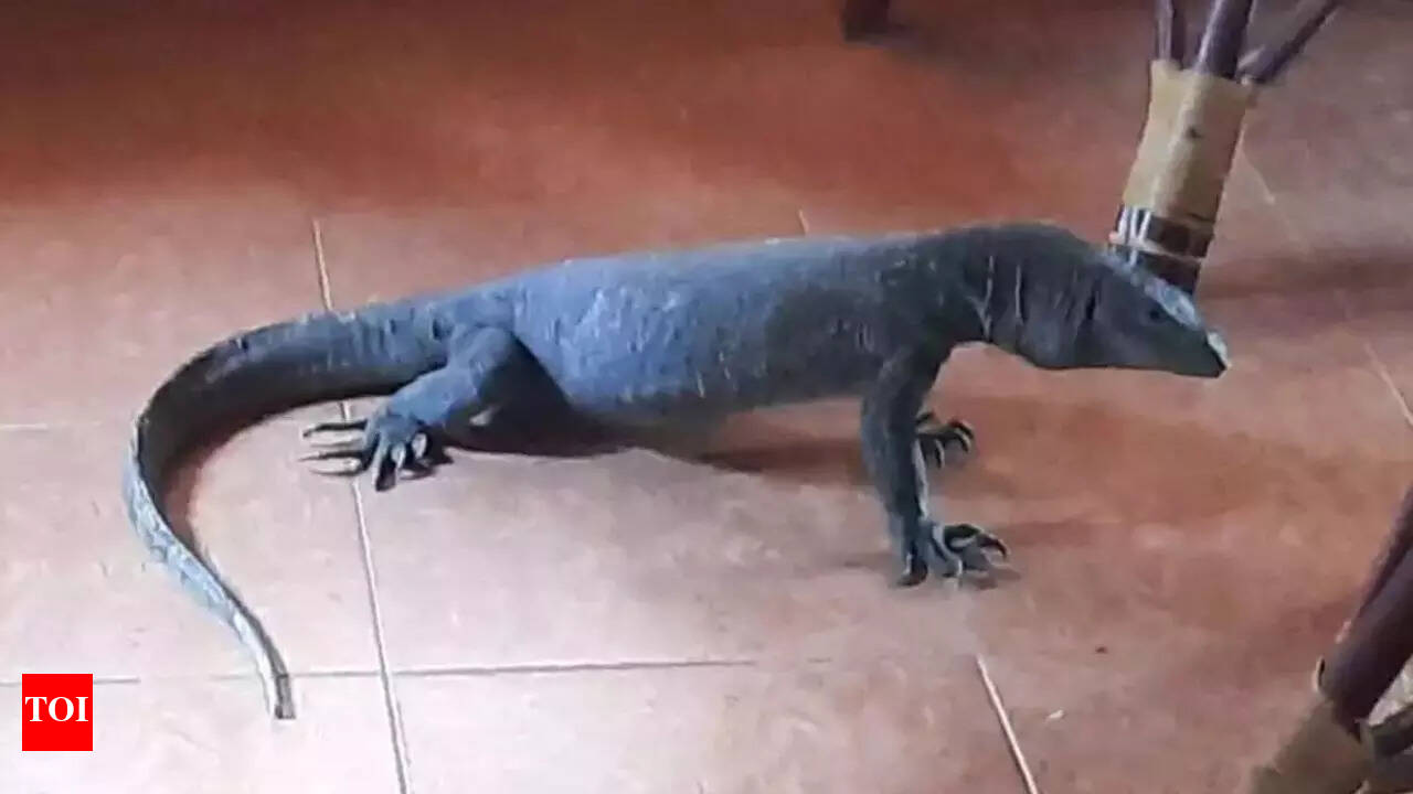 What Does A Monitor Lizard Look Like In India - Infoupdate.org