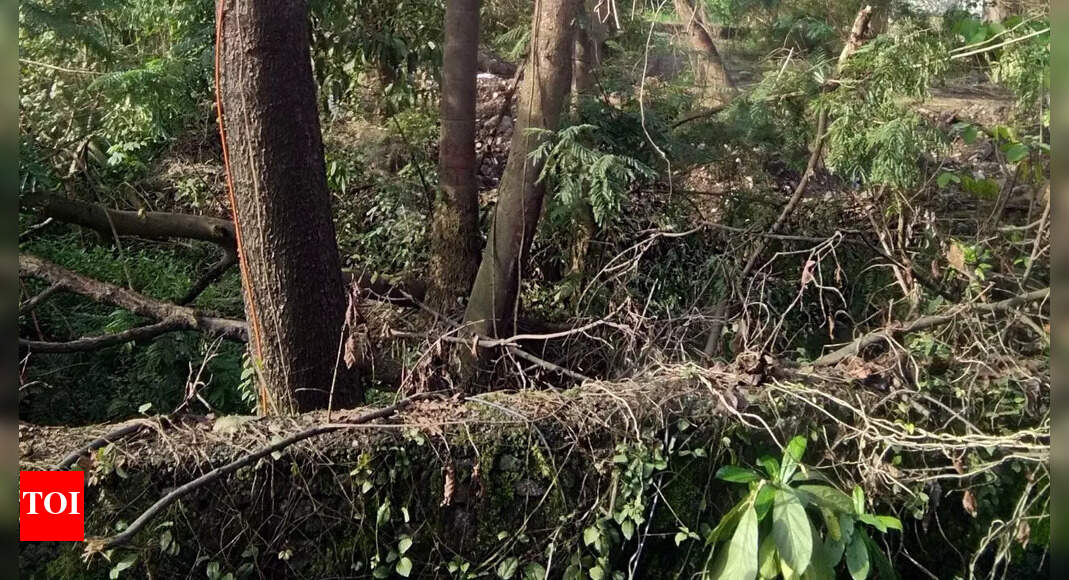 Bsf: Madhya Pradesh: Probe ordered into 'illegal' tree felling inside ...