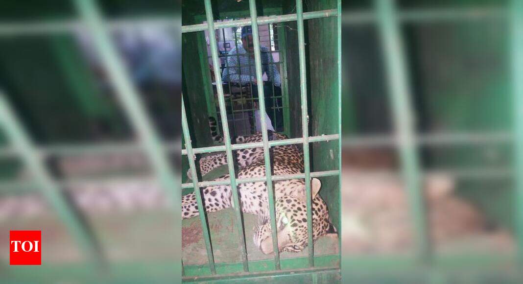 Leopard rescued from Wardha hospital drainage after 6-hour operation ...