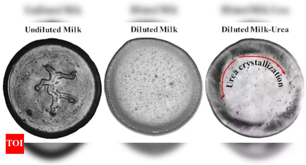 IISc team finds novel strategy to track adulterants in milk - Times of ...