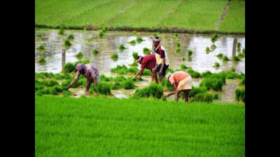 Bicholim: Paddy farming commences in full swing at Bicholim | Goa News ...