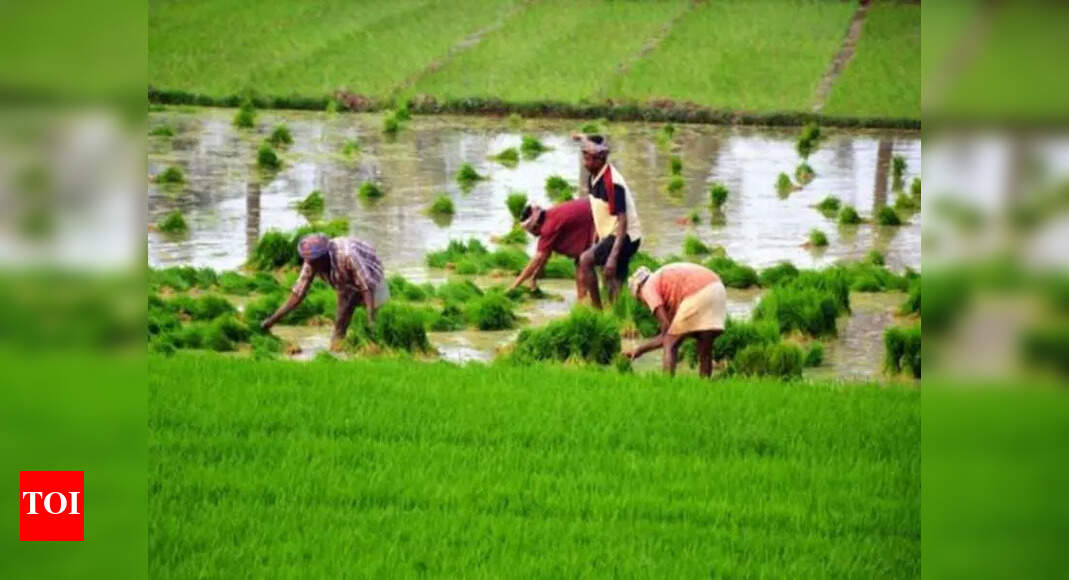 Bicholim: Paddy farming commences in full swing at Bicholim | Goa News ...