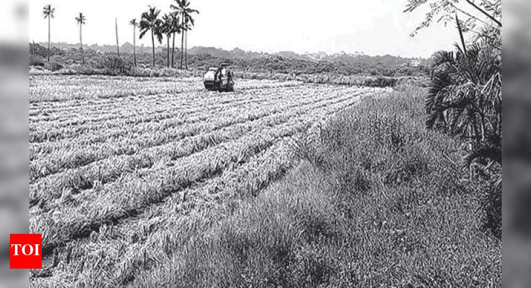 Goa: Santa Cruz farmers set to harvest 6 tonnes of paddy | Goa News ...