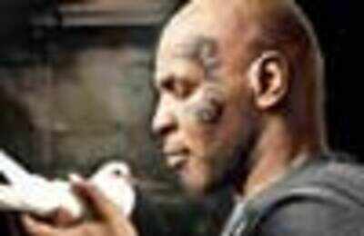 Now, Tyson to take on pigeons - Times of India