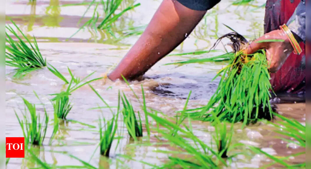 After crop damage by rain, hailstorm, west UP farmers await official ...
