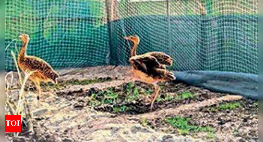 Gujarat: Nine lesser florican chicks hatched in Velavadar National Park ...