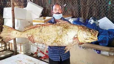 Andhra Pradesh fishermen sell 21 kg 'kachidi' fish for Rs 2.6 lakh ...