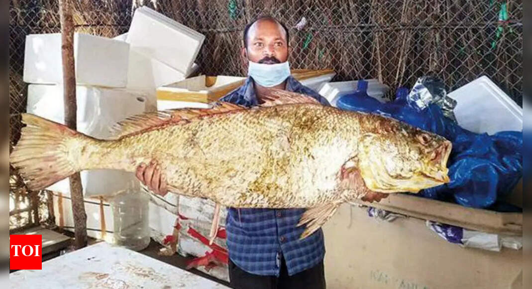 Andhra Pradesh fishermen sell 21 kg 'kachidi' fish for Rs 2.6 lakh ...
