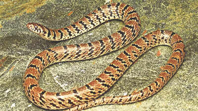 Kukri: Instagram post leads to discovery of snake species | Bengaluru ...