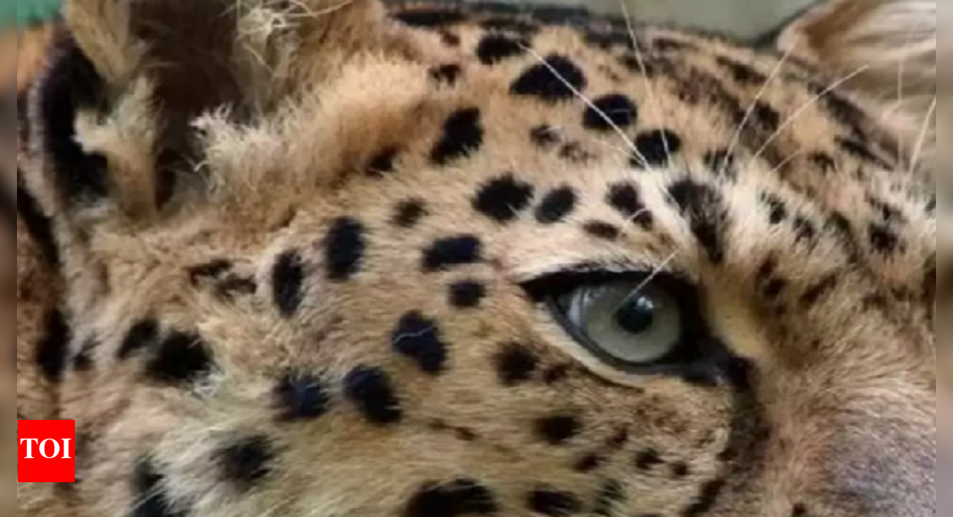 Himachal Pradesh: 5-year-old taken away by leopard in Shimla, search ...