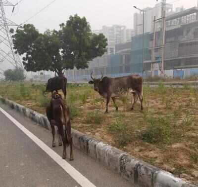 What’s on SPR’s central verge? Eateries and cows | Gurgaon News - Times ...
