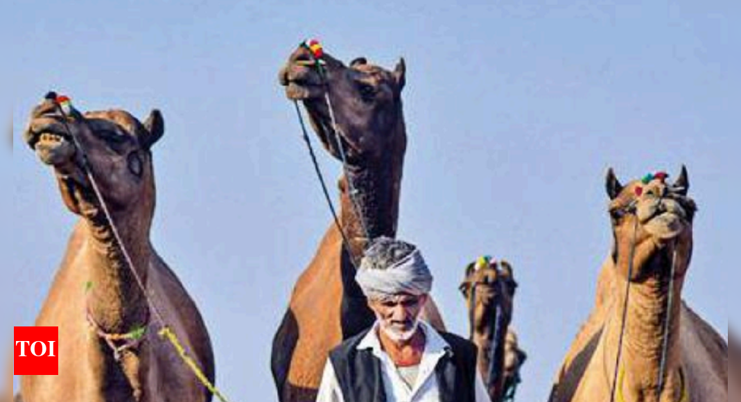 Rajasthan: Pushkar cattle fair begins today after 2-year gap | Ajmer ...