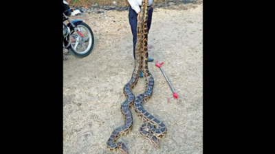 Aurangabad: Pair of Indian rock pythons rescued & released | Aurangabad News - Times of India
