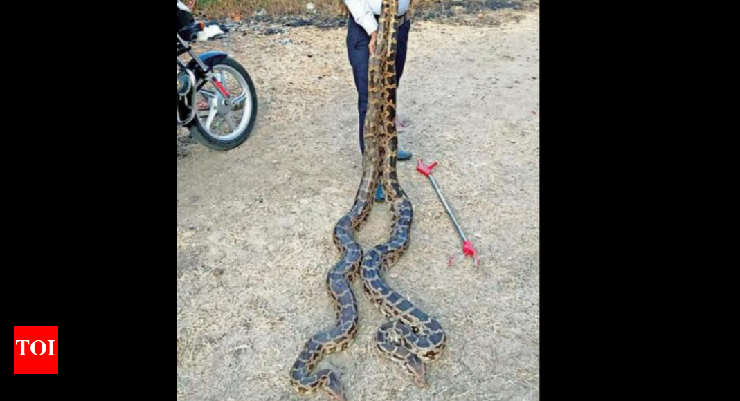 Aurangabad: Pair of Indian rock pythons rescued & released ...