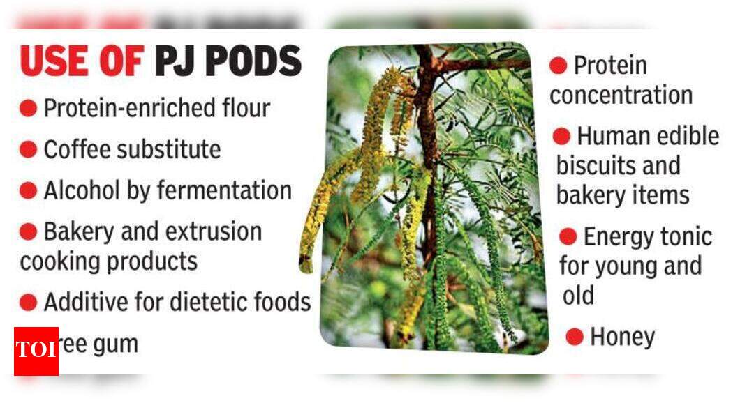 Gujarat’s ‘mad tree’ can be a good one too | Rajkot News - Times of India