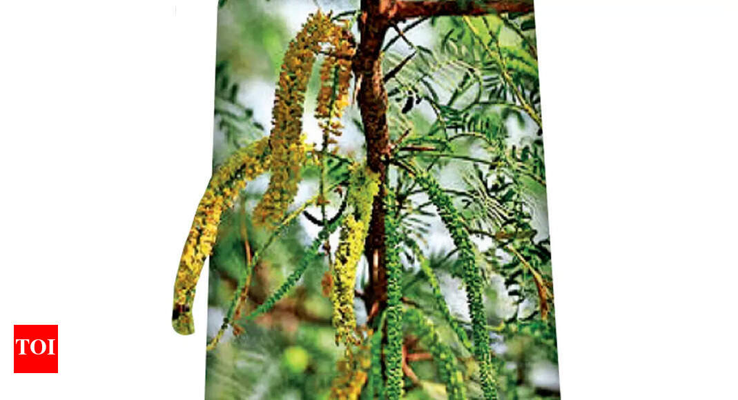 Gujarat’s ‘mad tree’ can be a good one too | Ahmedabad News - Times of ...