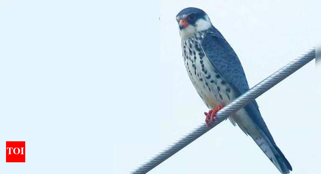 En route to Somalia, Amur falcon makes pit stop at Socorro plateau ...