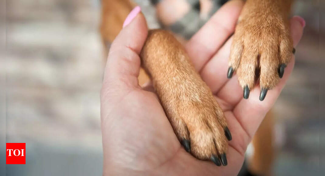 Dog beaten to death in Delhi, case registered against two men | Delhi ...